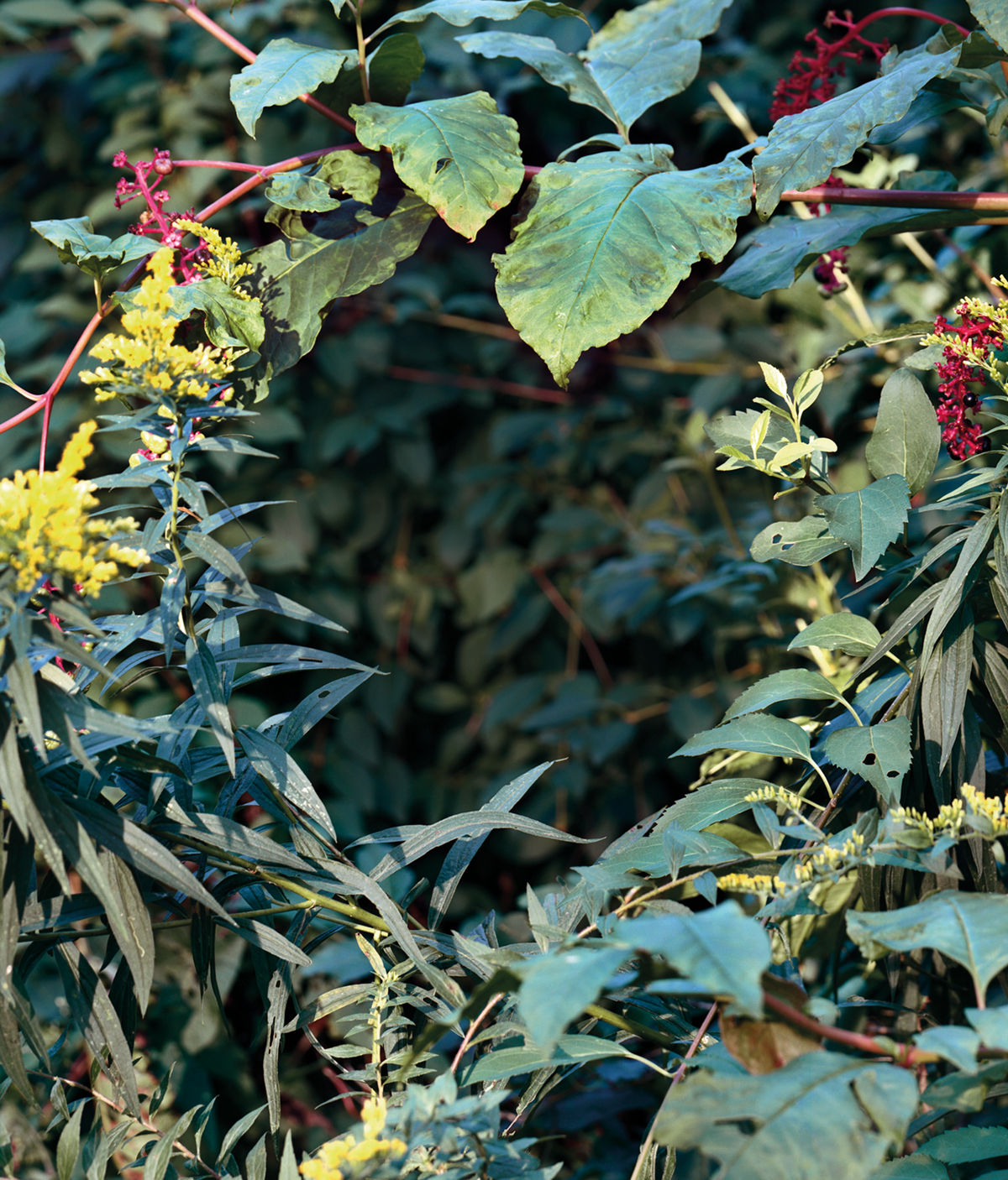 Plant-Based World | Prix Pictet Podcast